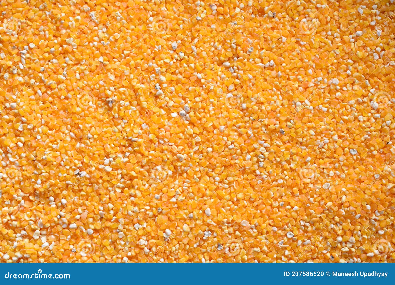 Dry broken corn kernels stock photo. Image of agriculture - 207586520
