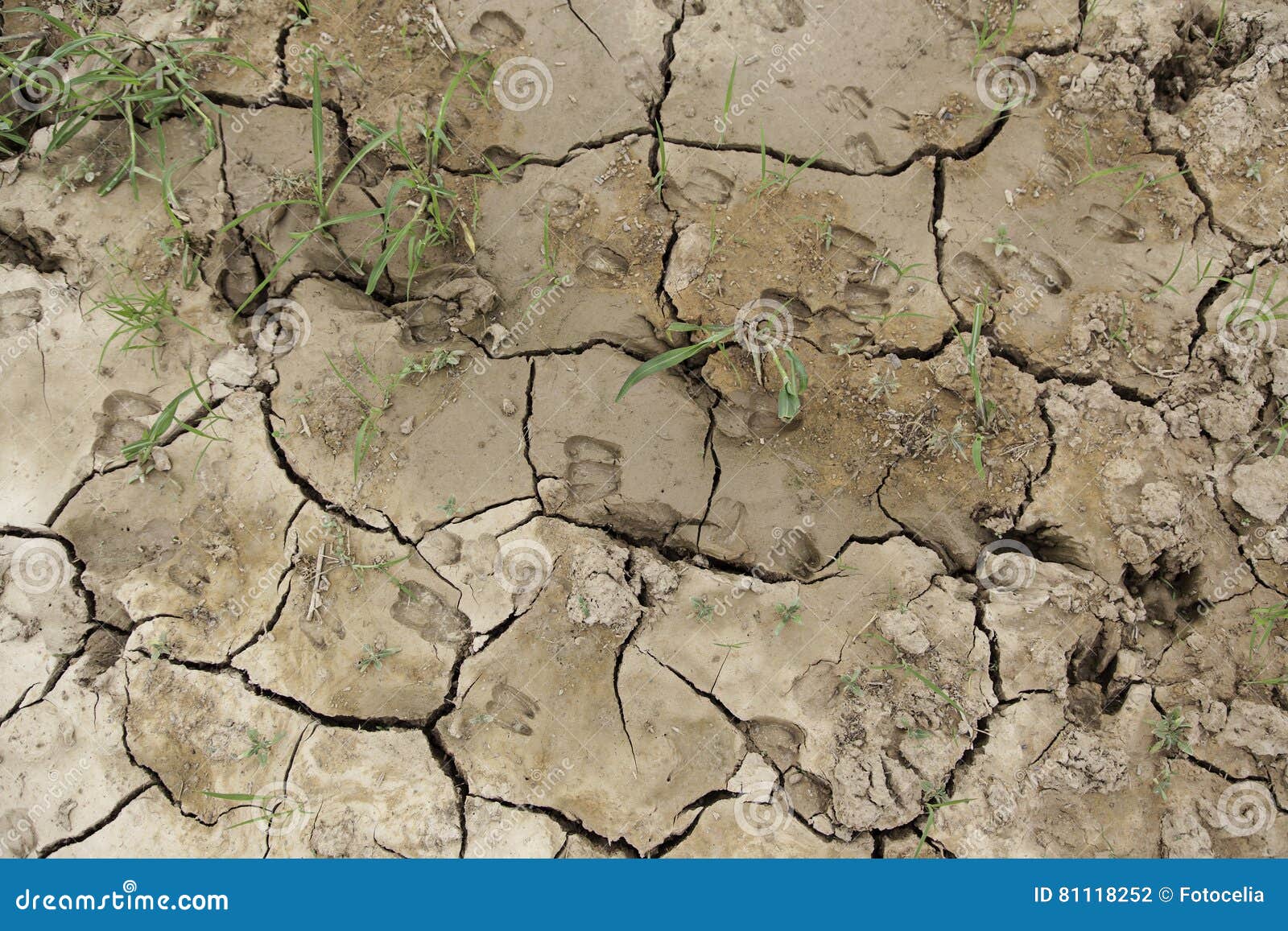 Dry and broken field stock photo. Image of dead, environment - 81118252