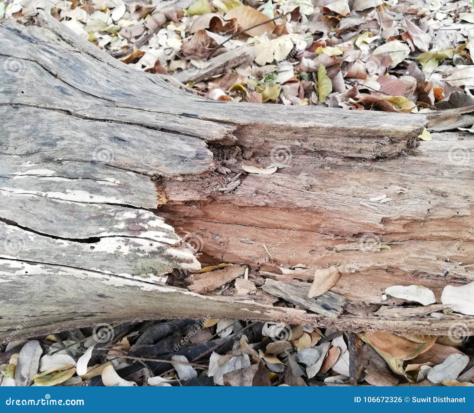Dry and Broken Stem of Tree Stock Photo - Image of stem, decay: 106672326