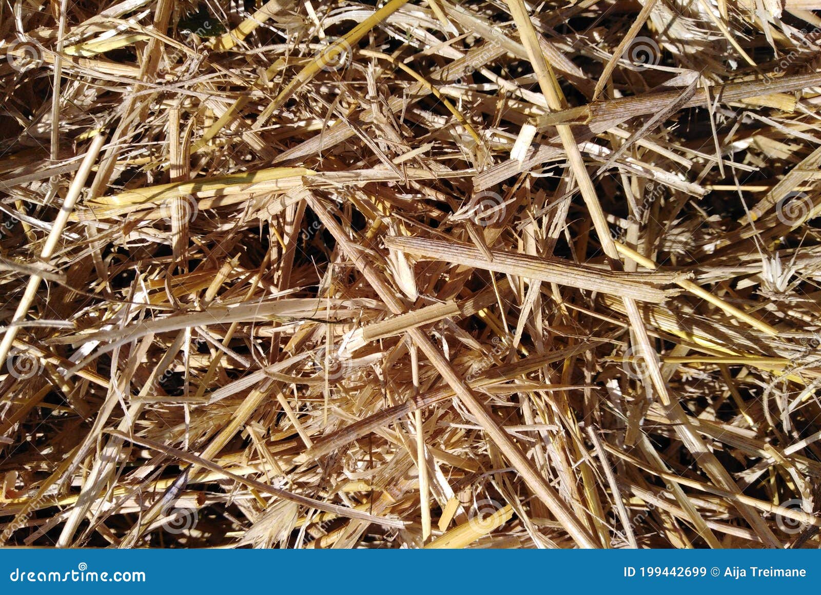 Straw in the field stock image. Image of grain, land - 199442699