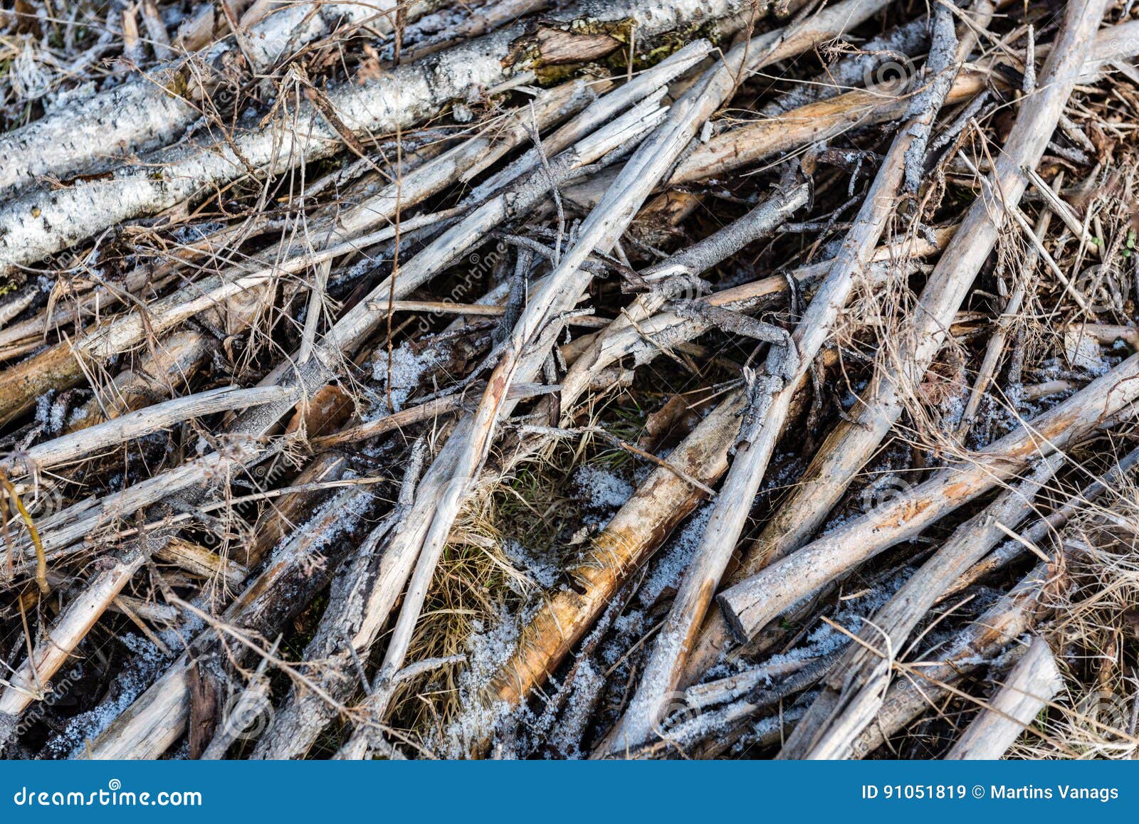 Dry Broken Tree Branches on the Ground Stock Image - Image of clouds ...