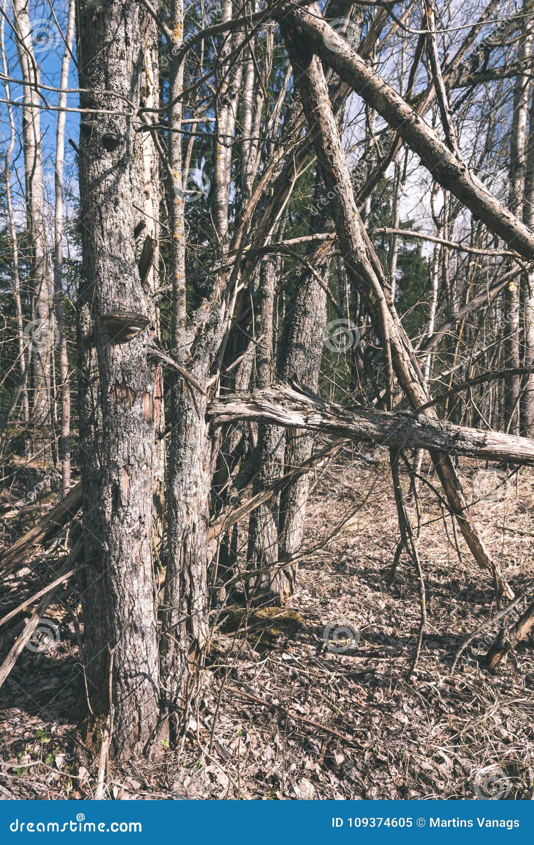 Dry Broken Tree Branches on the Ground - Vintage Retro Look Stock Image ...