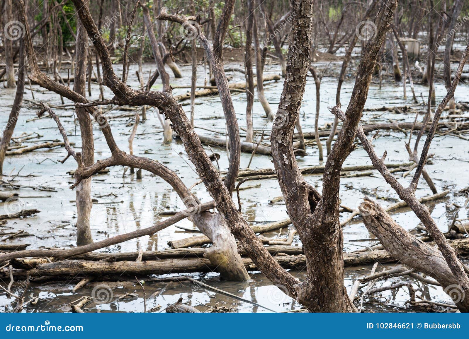 Dry Broken Tree Branches on the Swamp. Stock Image - Image of marsh ...