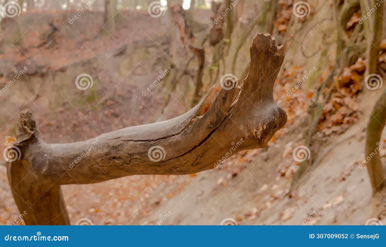 A Dry Broken Tree Limb on an Autumn Day in a Ravine . Stock Photo ...