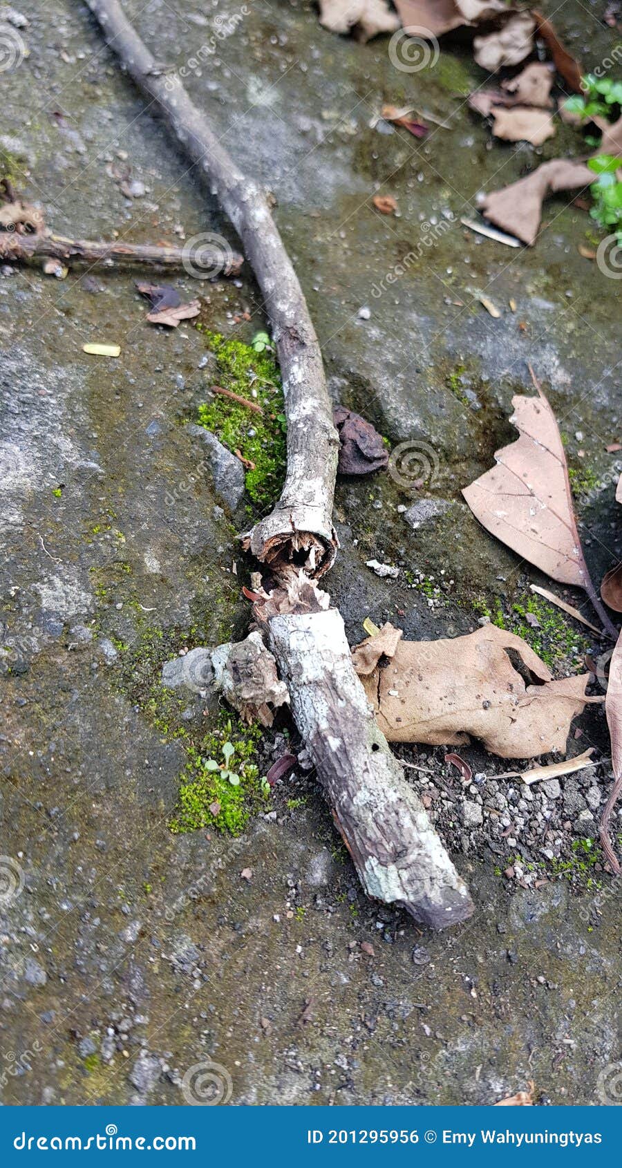 Dry broken twig stock photo. Image of wood, soil, wildlife - 201295956