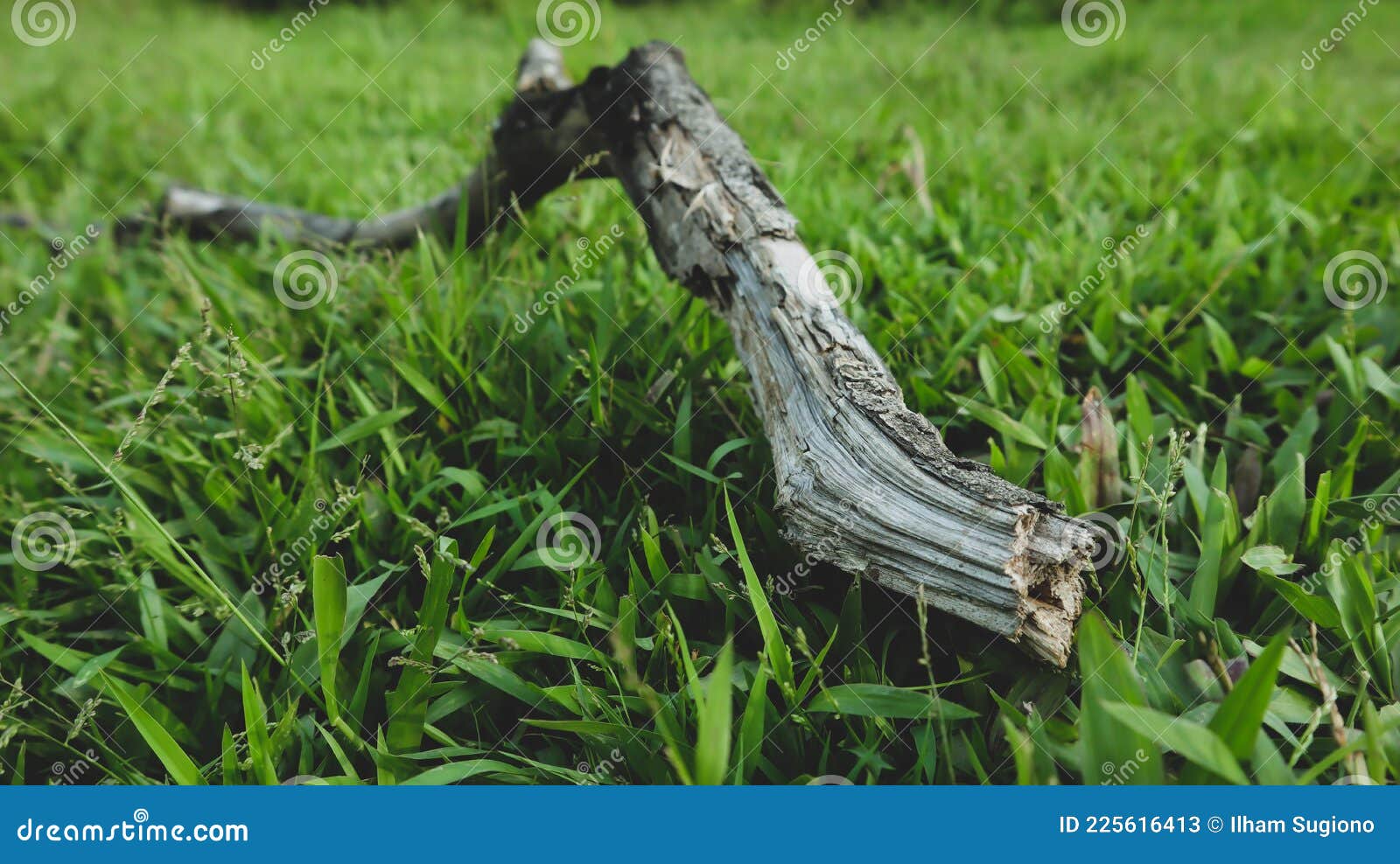 Dry and Broken Twig Lying on the Grass Stock Image - Image of reptile ...