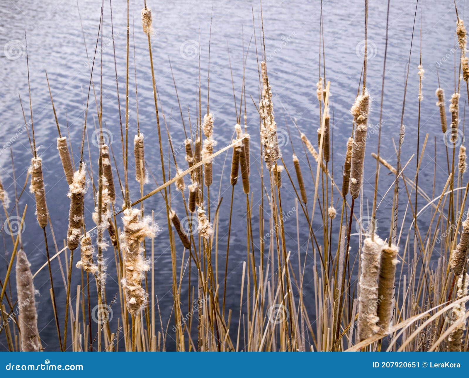 Dry brown cattail stock image. Image of environment - 207920651