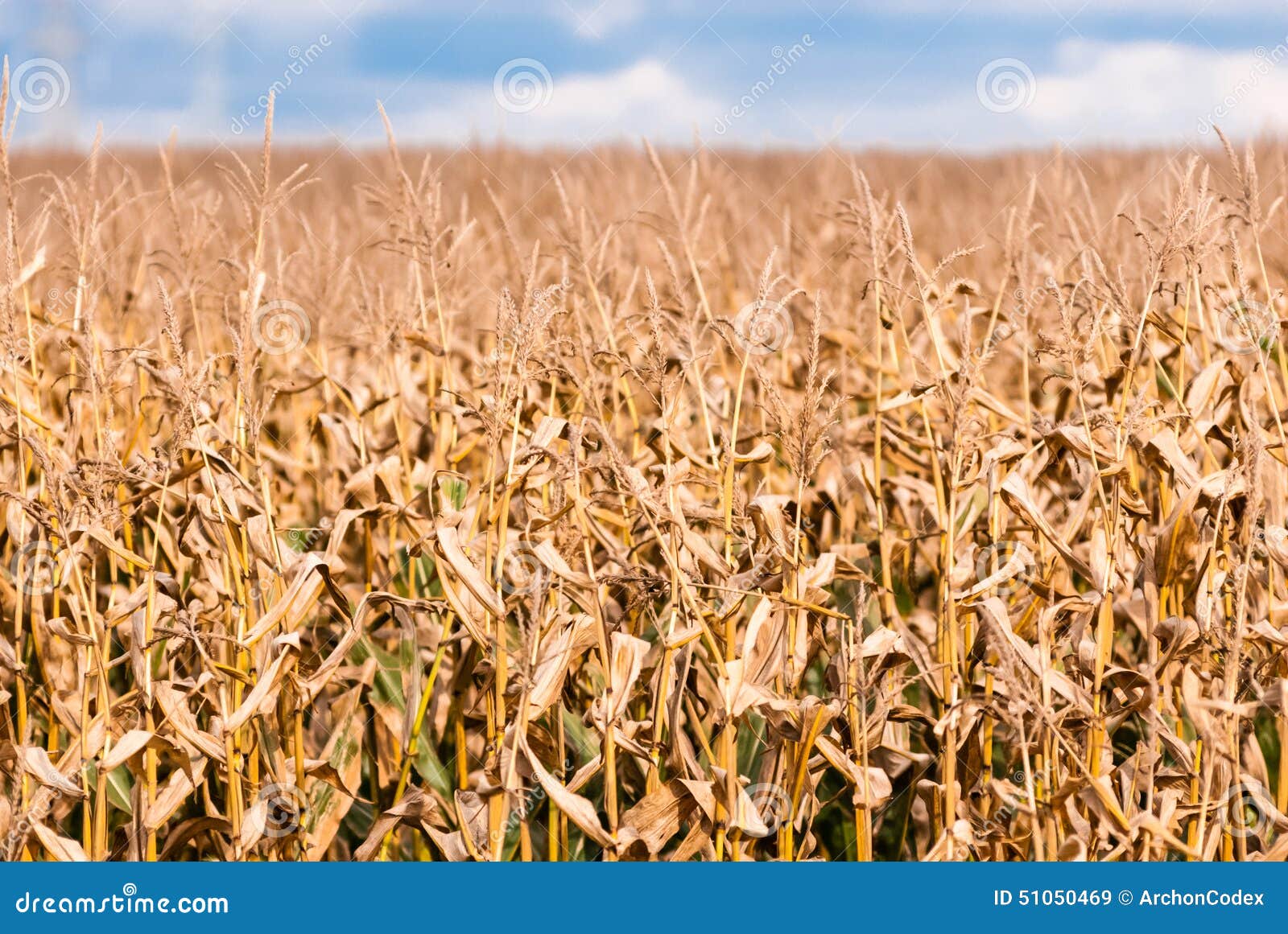 Dry Brown Corn Stalks on Blurred Field Stock Image - Image of agronomy ...
