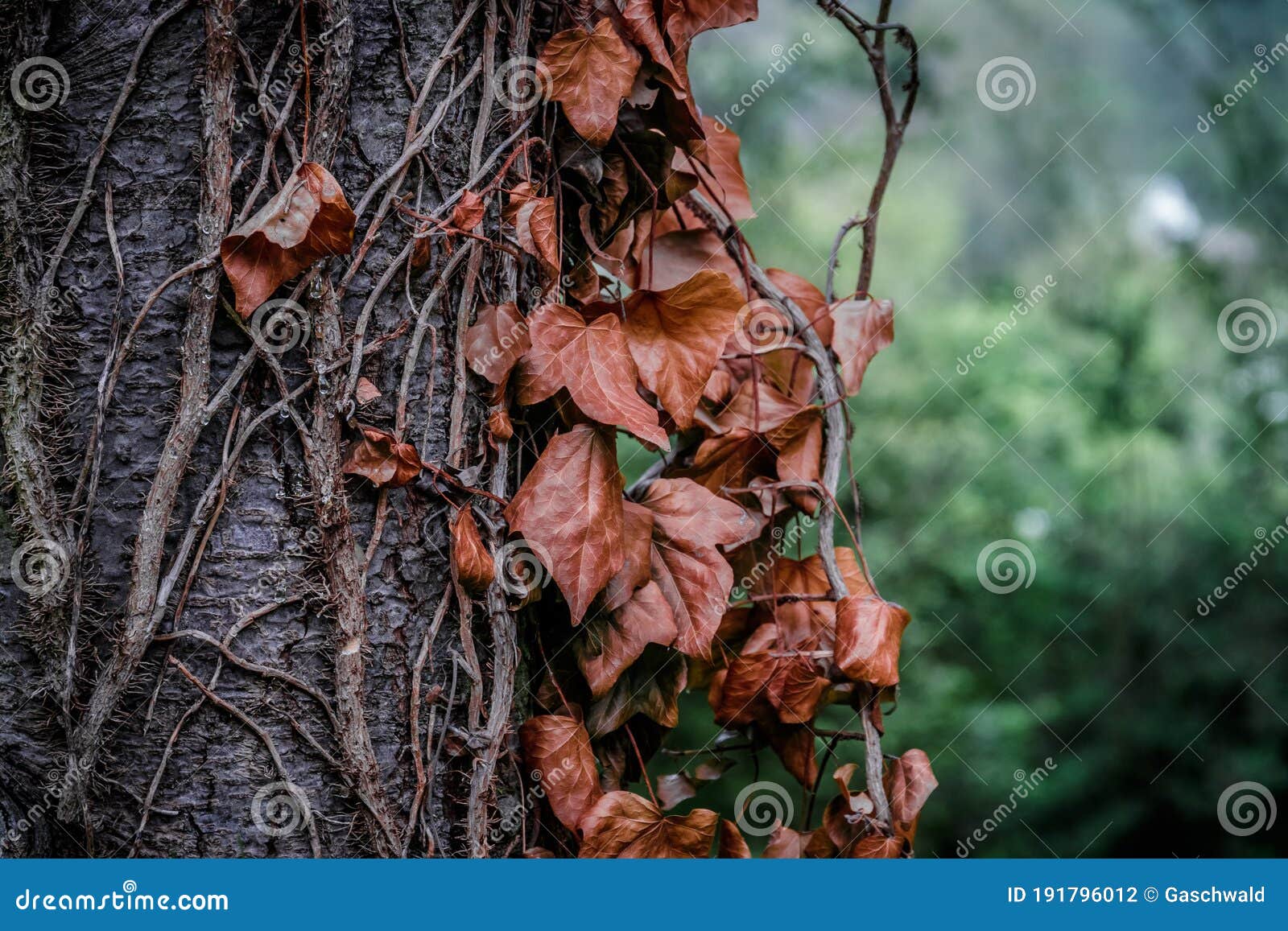 Dry, Brown, Dead Ivy Leaves on a Tree. Background Design with Copy ...