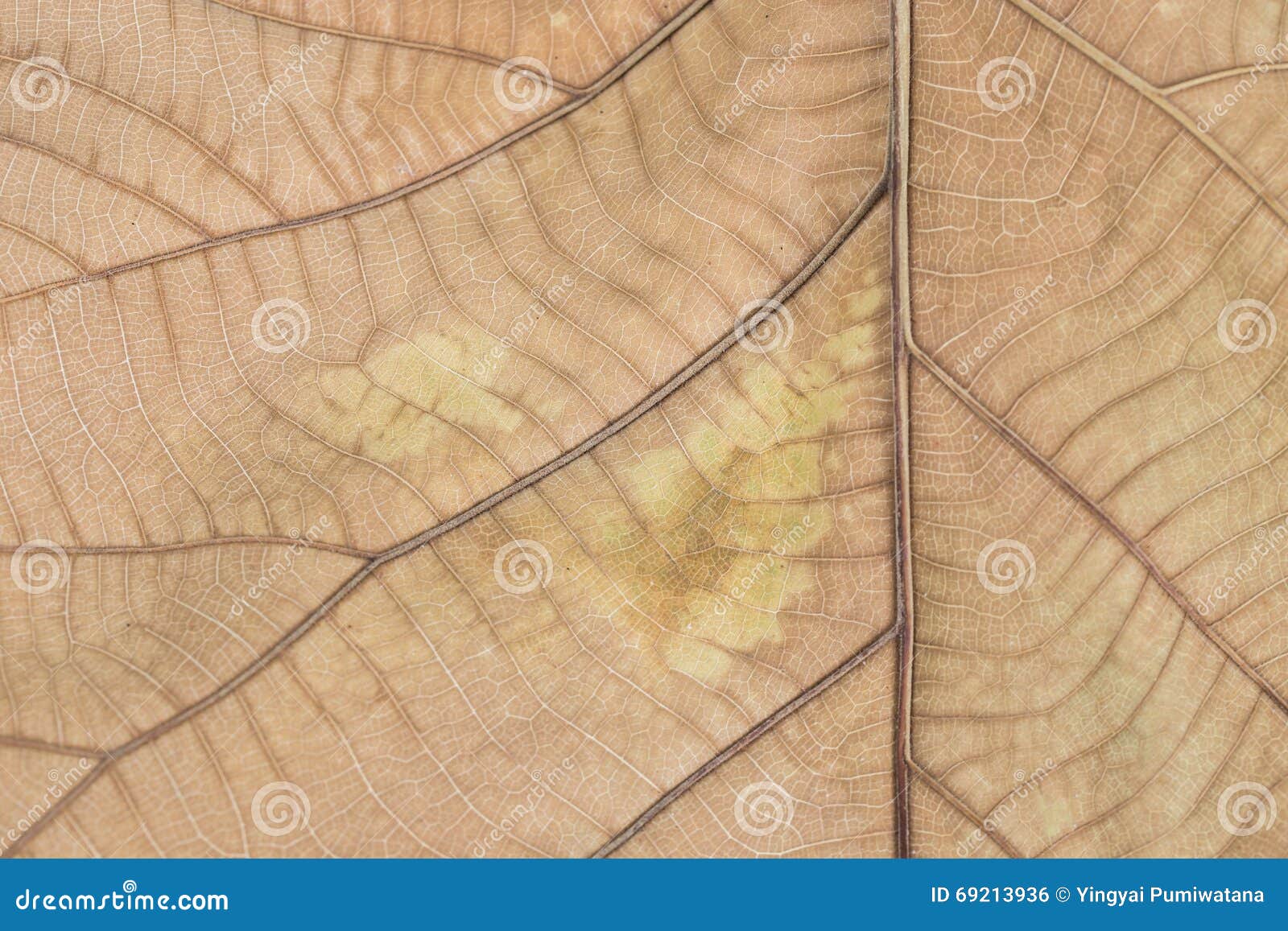 Dry Brown Leaf Texture Stock Photo | CartoonDealer.com #69213936