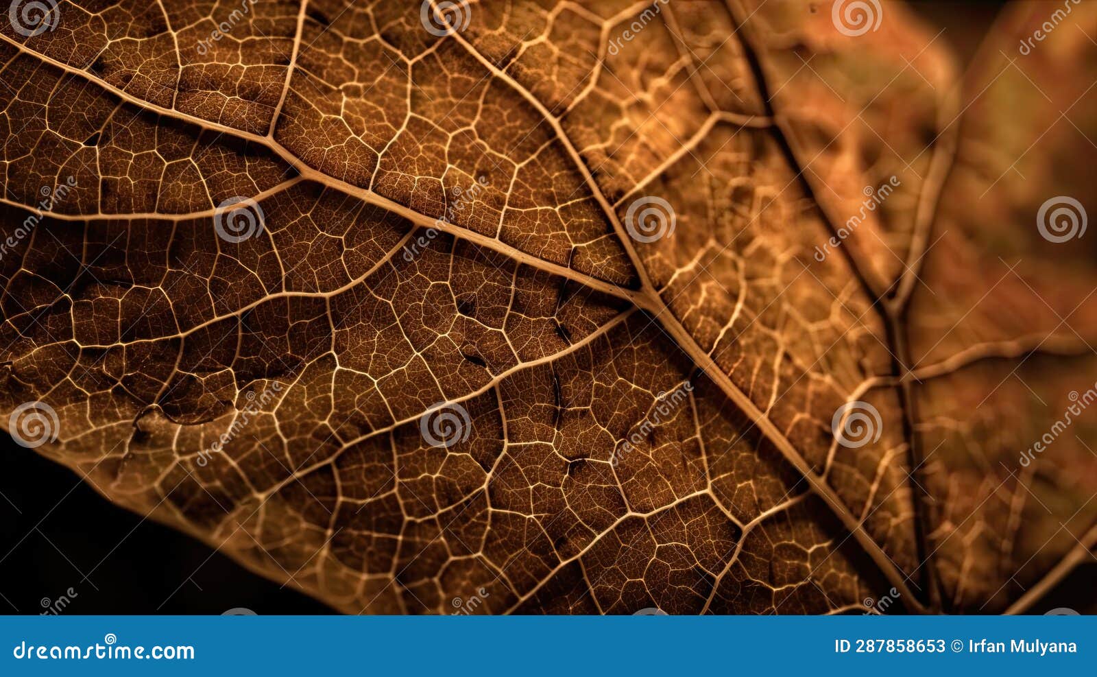 Dry Brown Leaf Texture Background Fiber Structure Stock Image ...