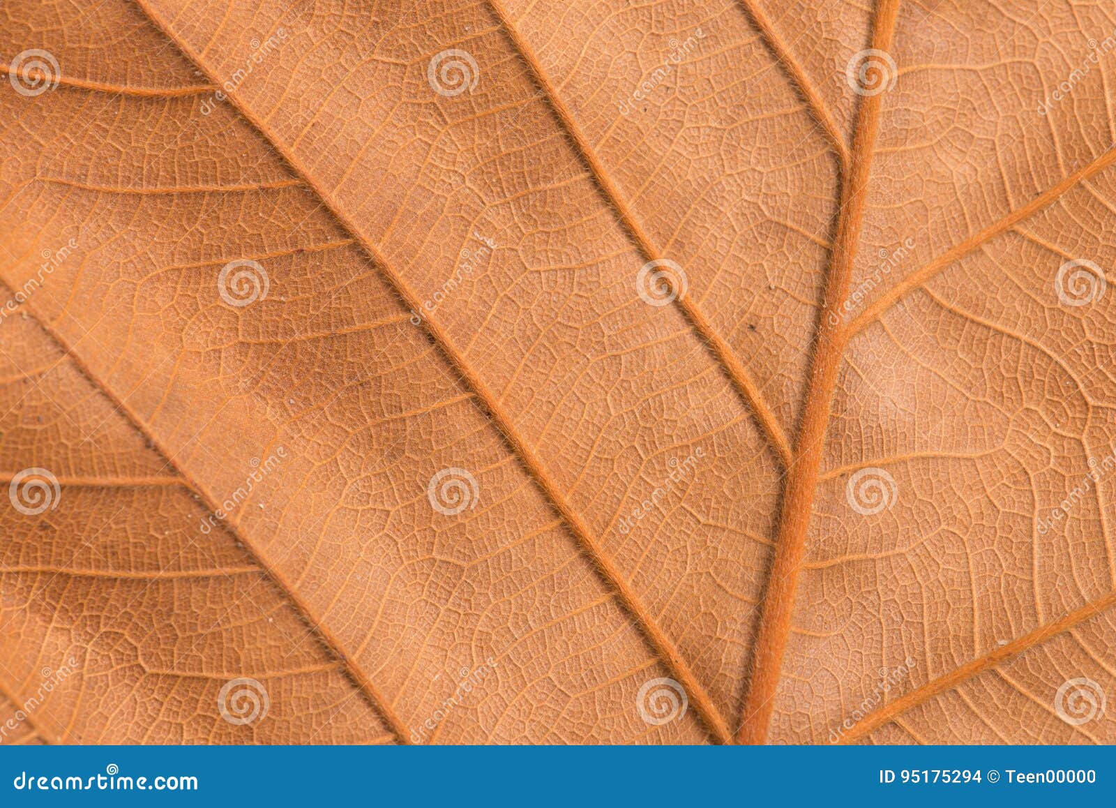 Dry brown leaf texture stock photo. Image of exotic, creativity - 95175294