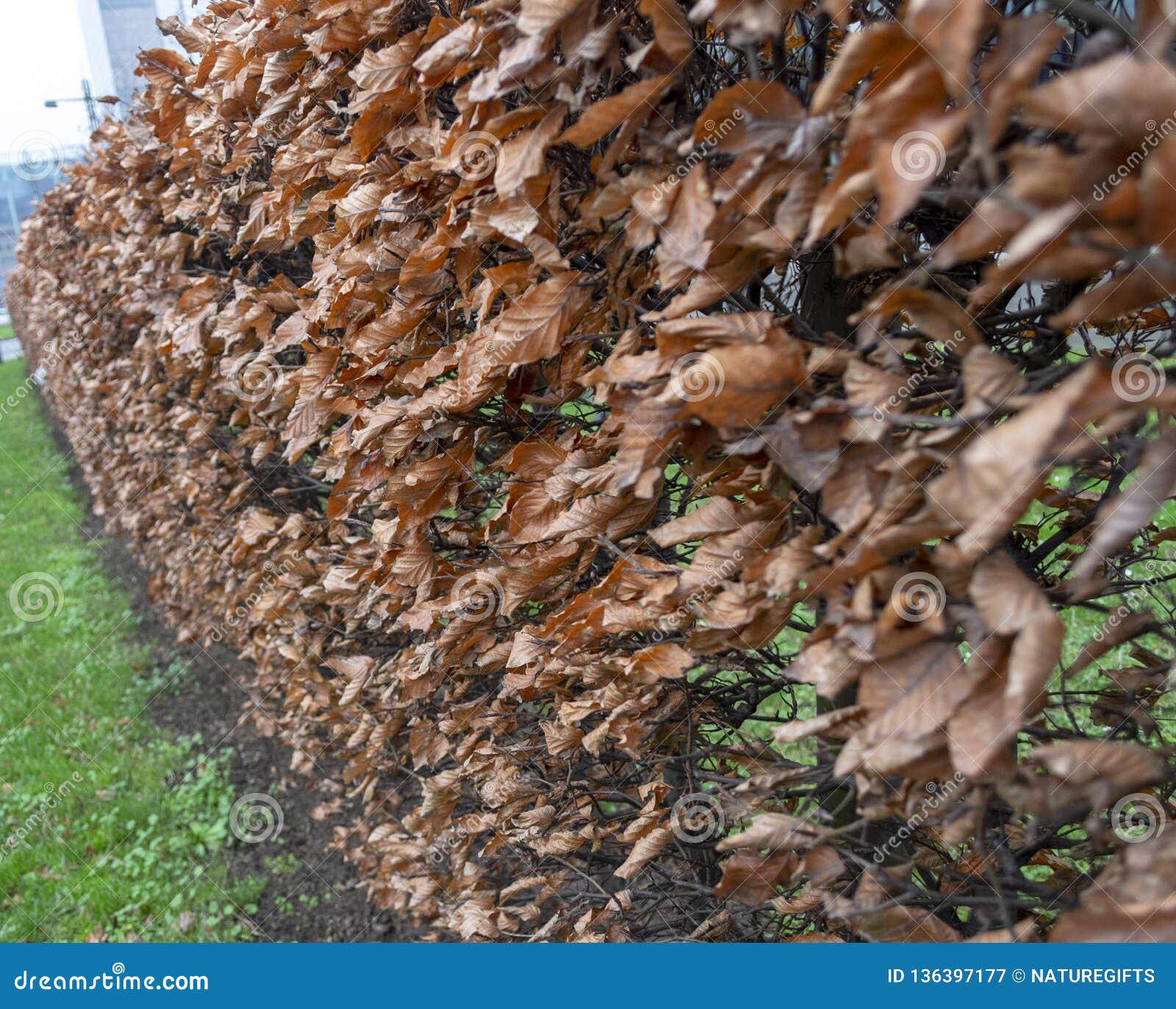 Brown Leaves Hedge Along the Road Stock Image - Image of exterior ...
