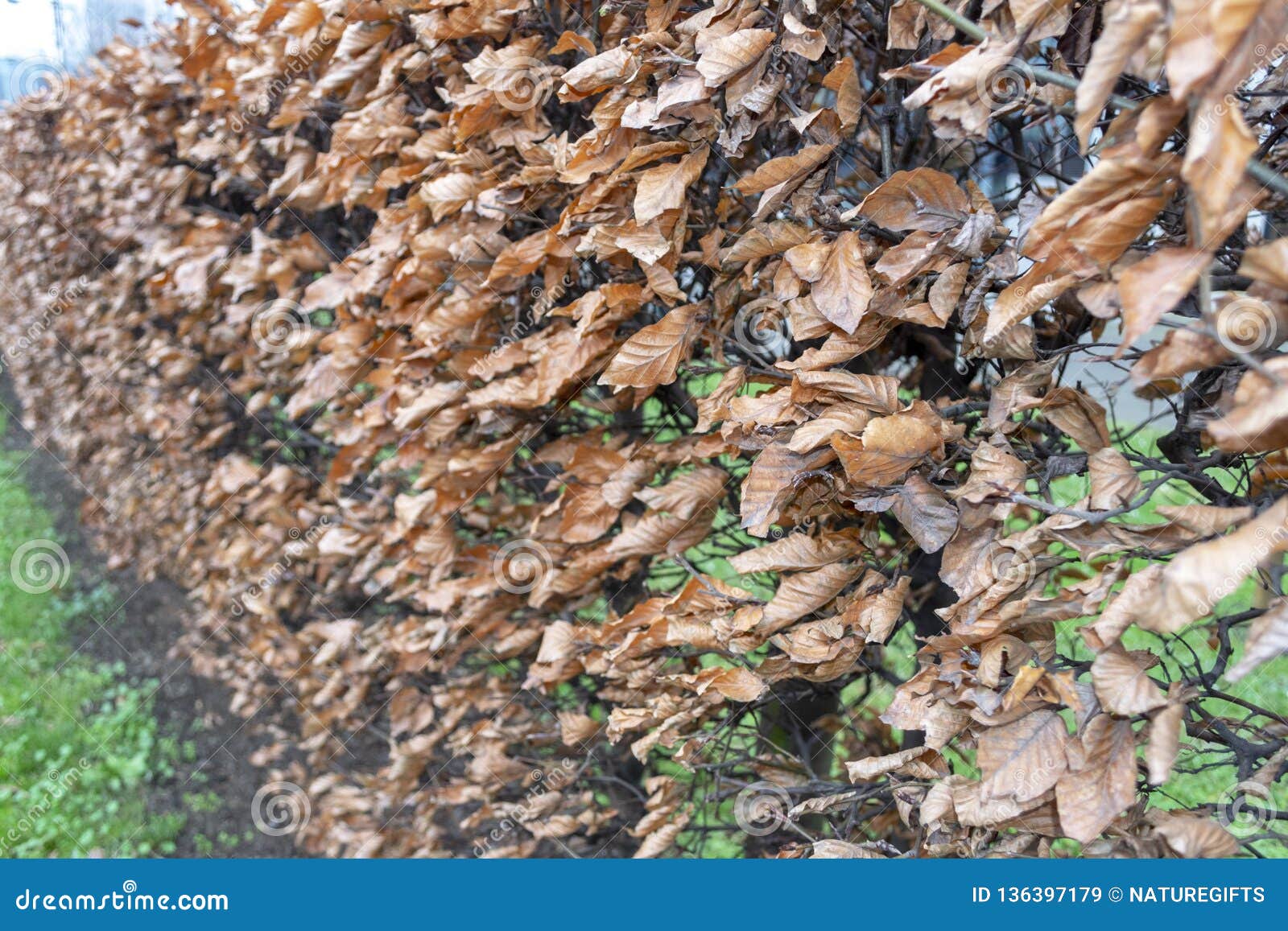 Brown Leaves Hedge Along the Road Stock Image - Image of medium, nature ...
