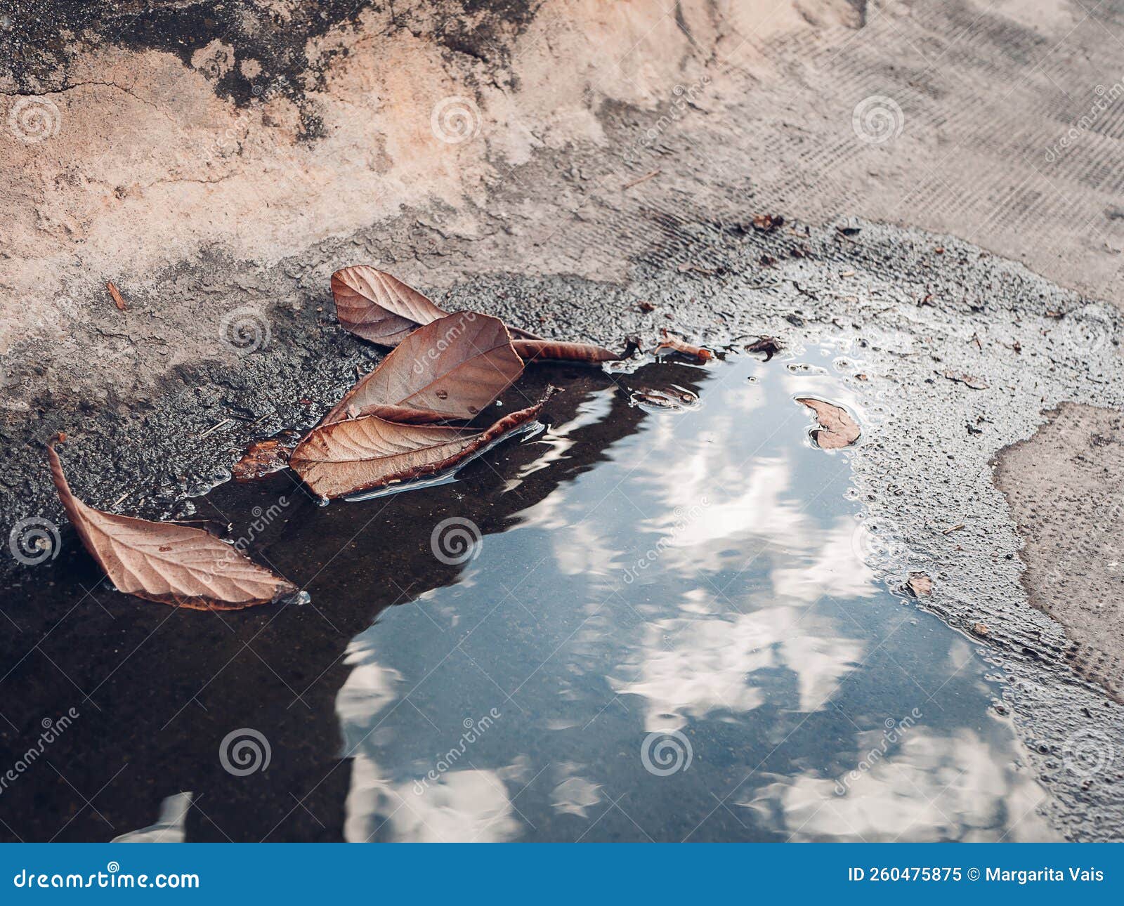 Dry Brown Leaves Lie in a Puddle Reflecting the Cloudy Sky Stock Image ...