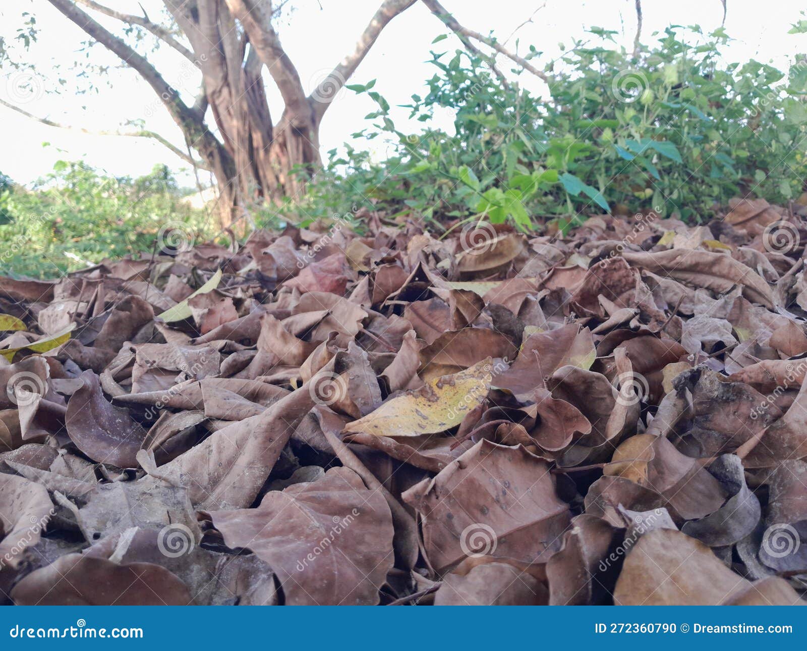 Dry Brown Leaves Underneath Tree Stock Photo - Image of leaf, forest ...