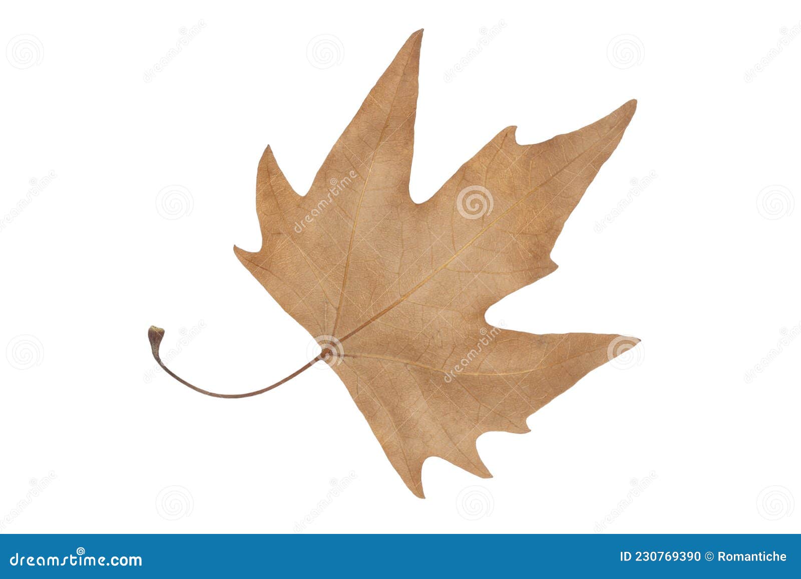 Dry Brown Maple Leaf Isolated on White Stock Photo - Image of autumn ...