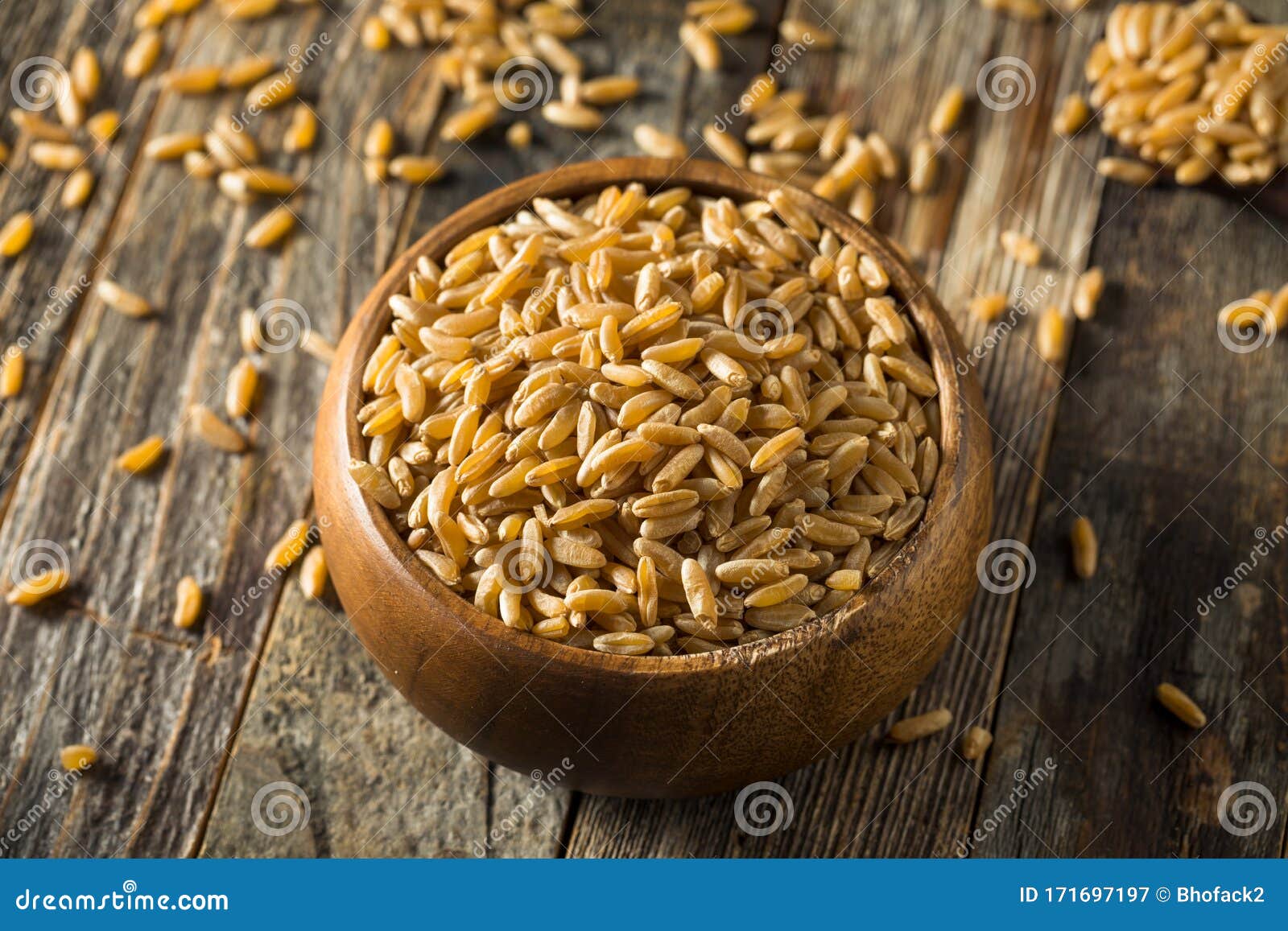Khorasan Wheat Or Oriental Wheat, Commercially Known As Kamut, Is A ...