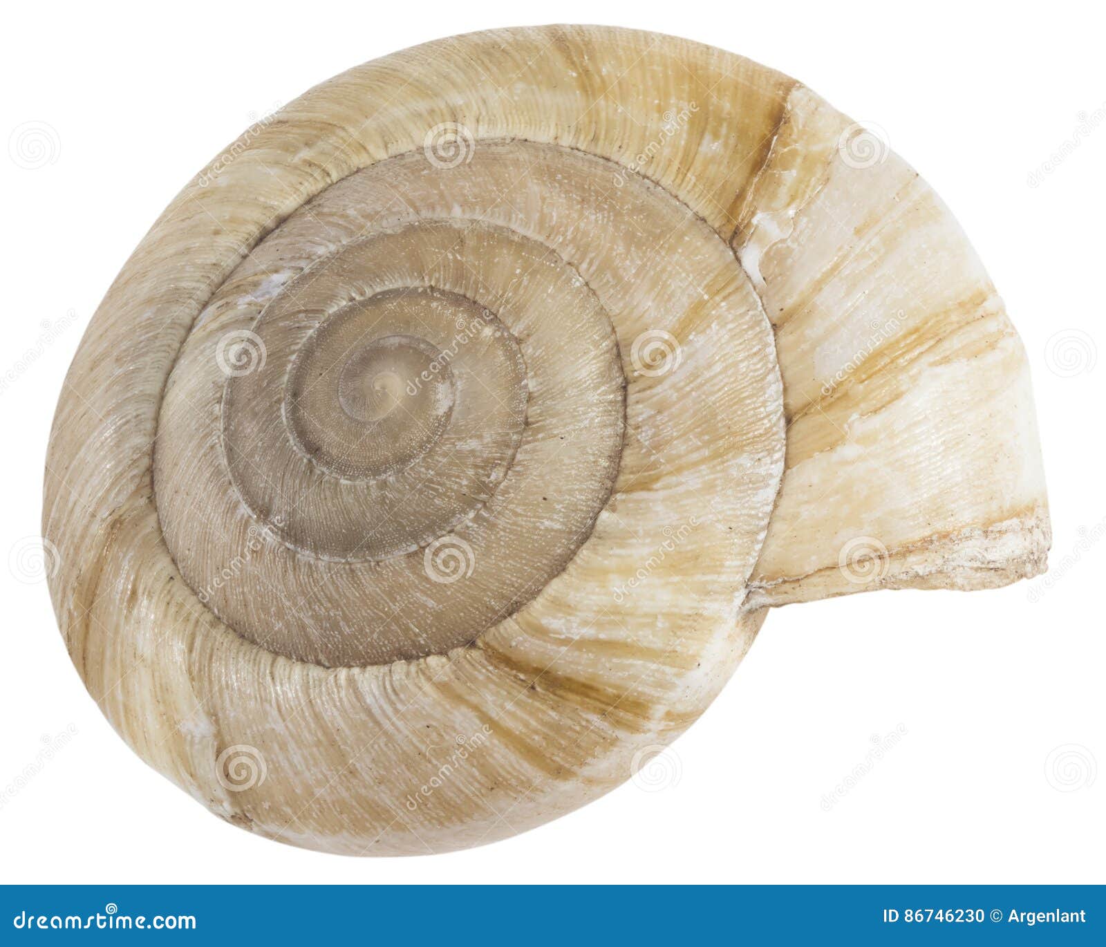 Dry Brown Shell of Snail Macro, Isolated Stock Photo - Image of hard ...