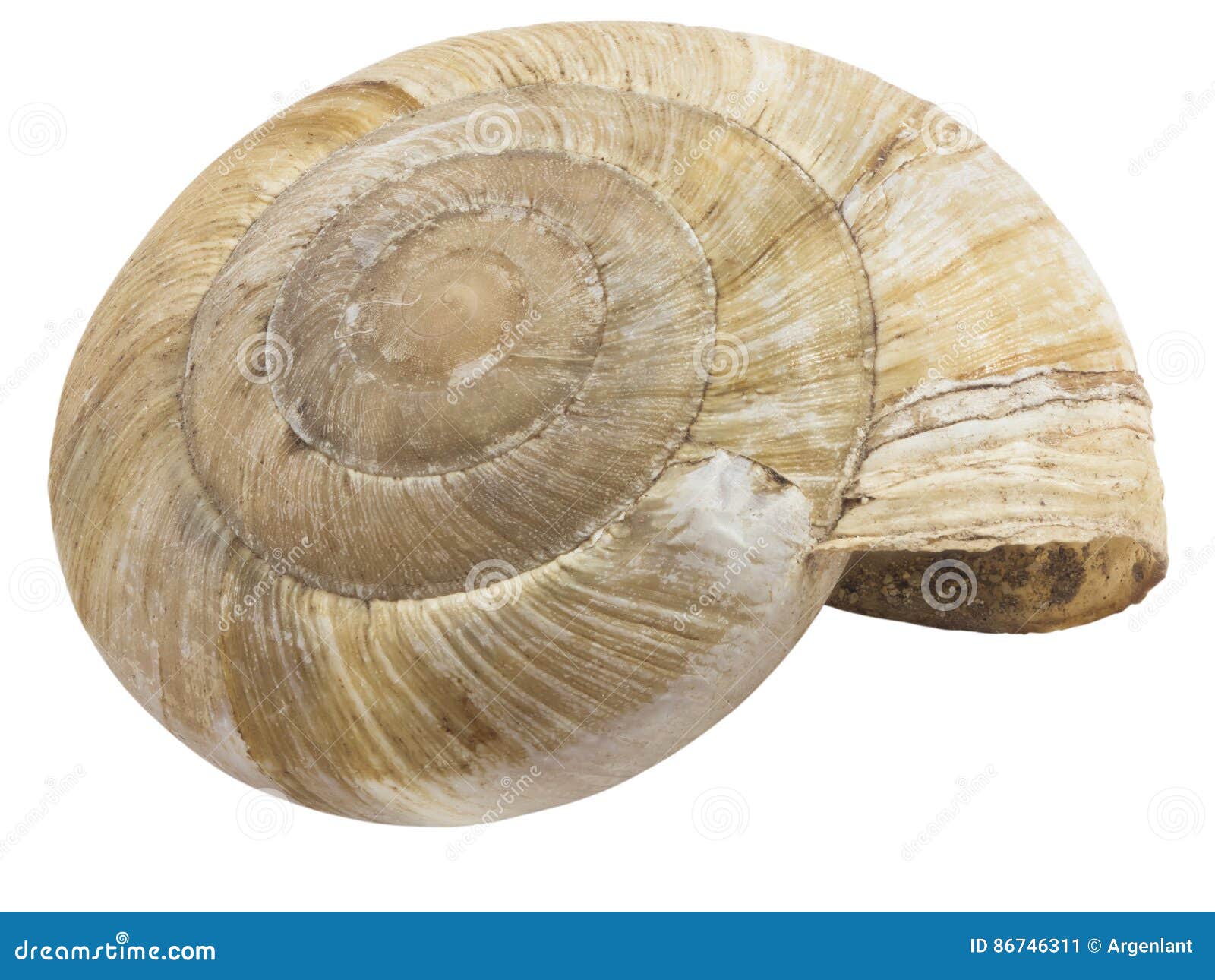 Dry Brown Shell of Snail Macro, Isolated Stock Image - Image of ...