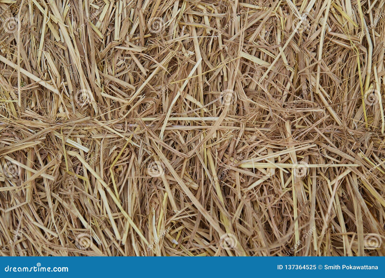 Dry brown straw texture stock image. Image of cereal - 137364525