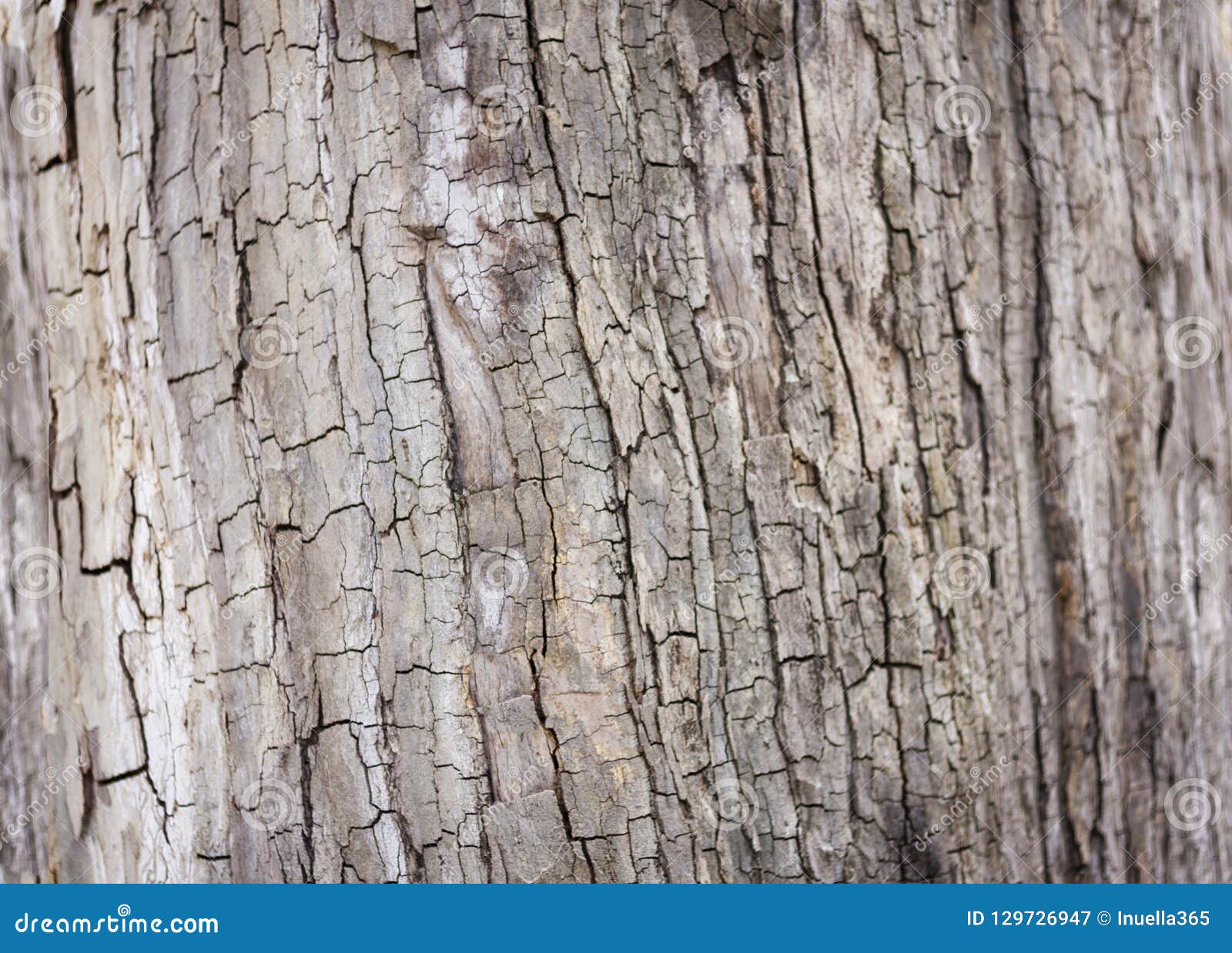 Dry Brown Tree Bark Texture Background Stock Image - Image of nature ...