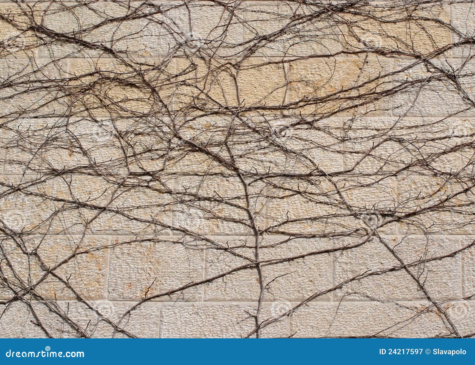 Dry Brown Vine on Beige Stone Wall Texture Stock Image - Image of ...