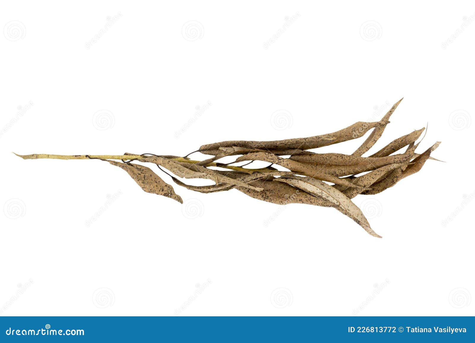 Dry Brown Willow Branch Isolated Stock Photo - Image of isolated, flora ...