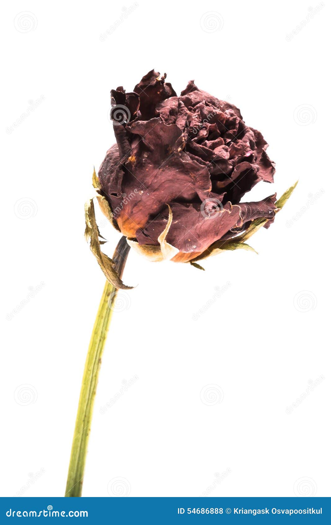 1,216 Dry Bud Red Rose Isolated White Background Photos - Free ...