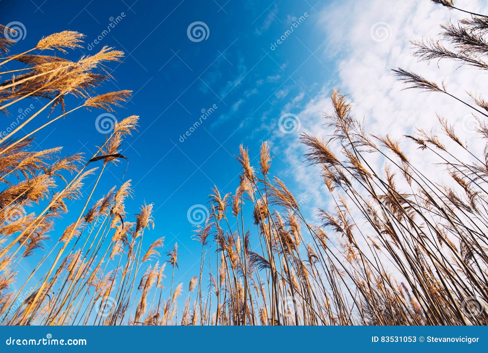 Dry Bulrush Reed, Low Angle Stock Image - Image of bulrush, season ...