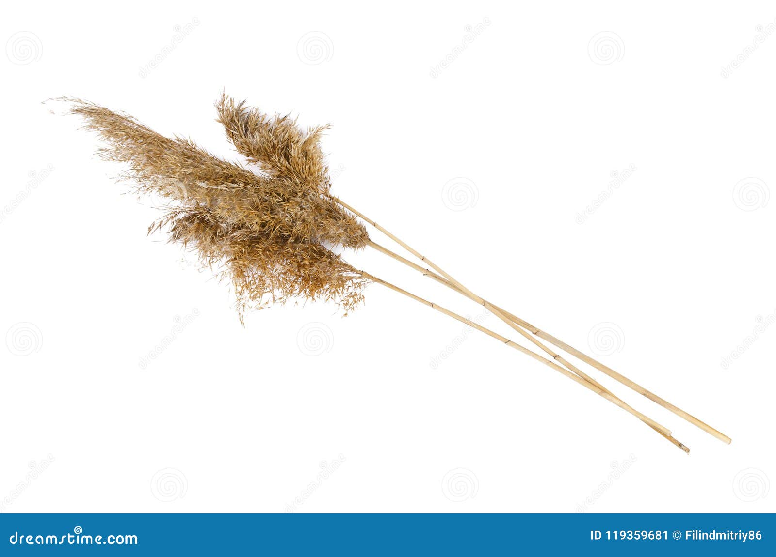 Dry bulrush stem. stock image. Image of stalk, flatlay - 119359681