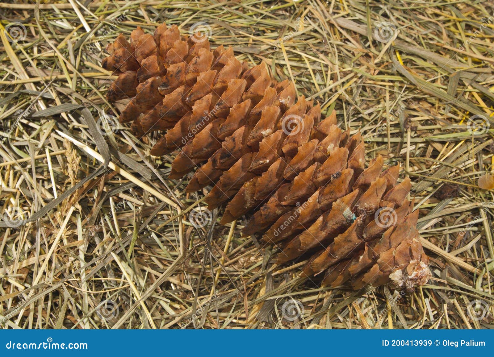 Dry bump on the grass stock image. Image of leaf, outdoor - 200413939