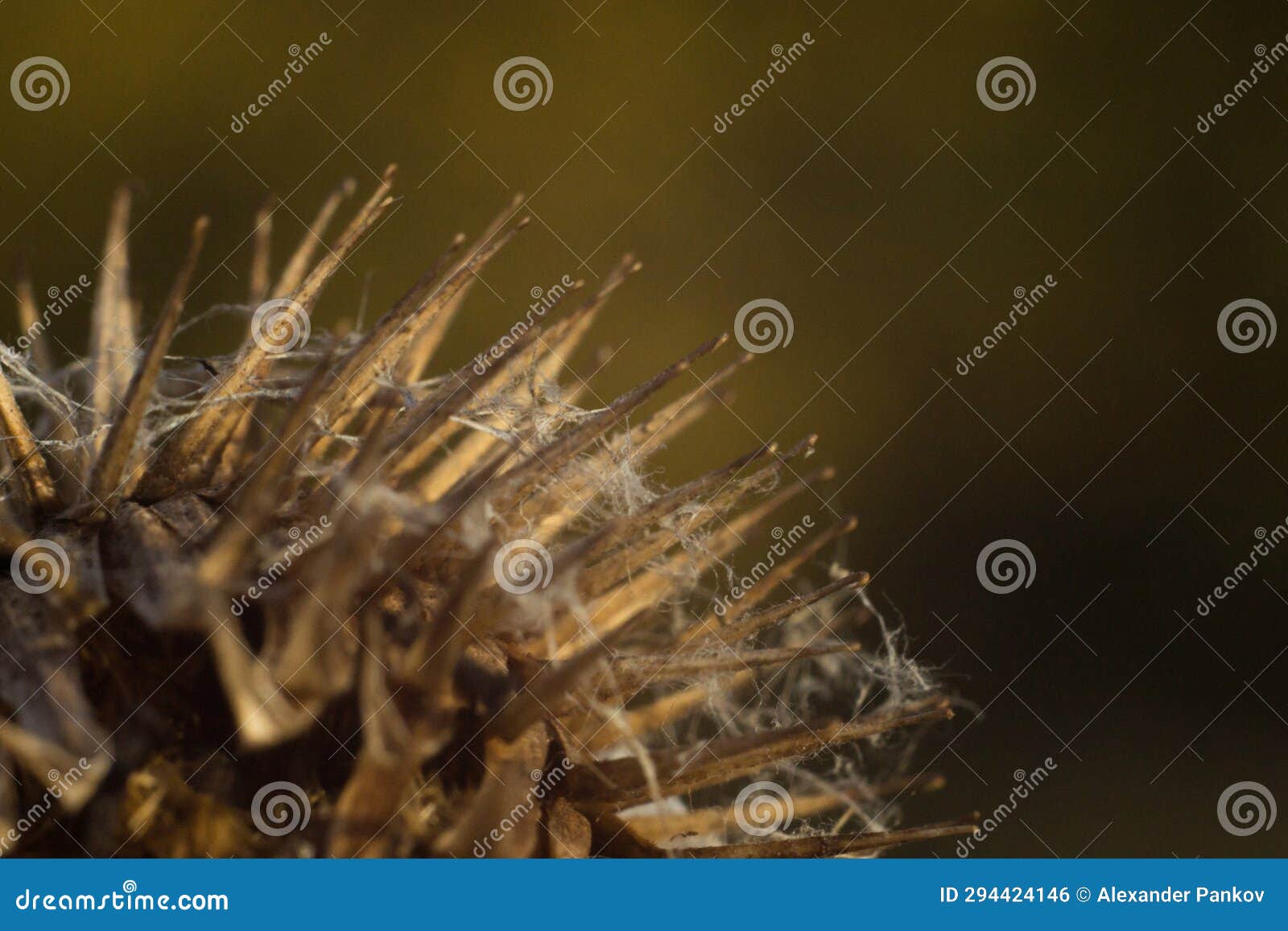 Dry Bur(fruit) of Burdock with Thorns Stock Photo - Image of macro ...