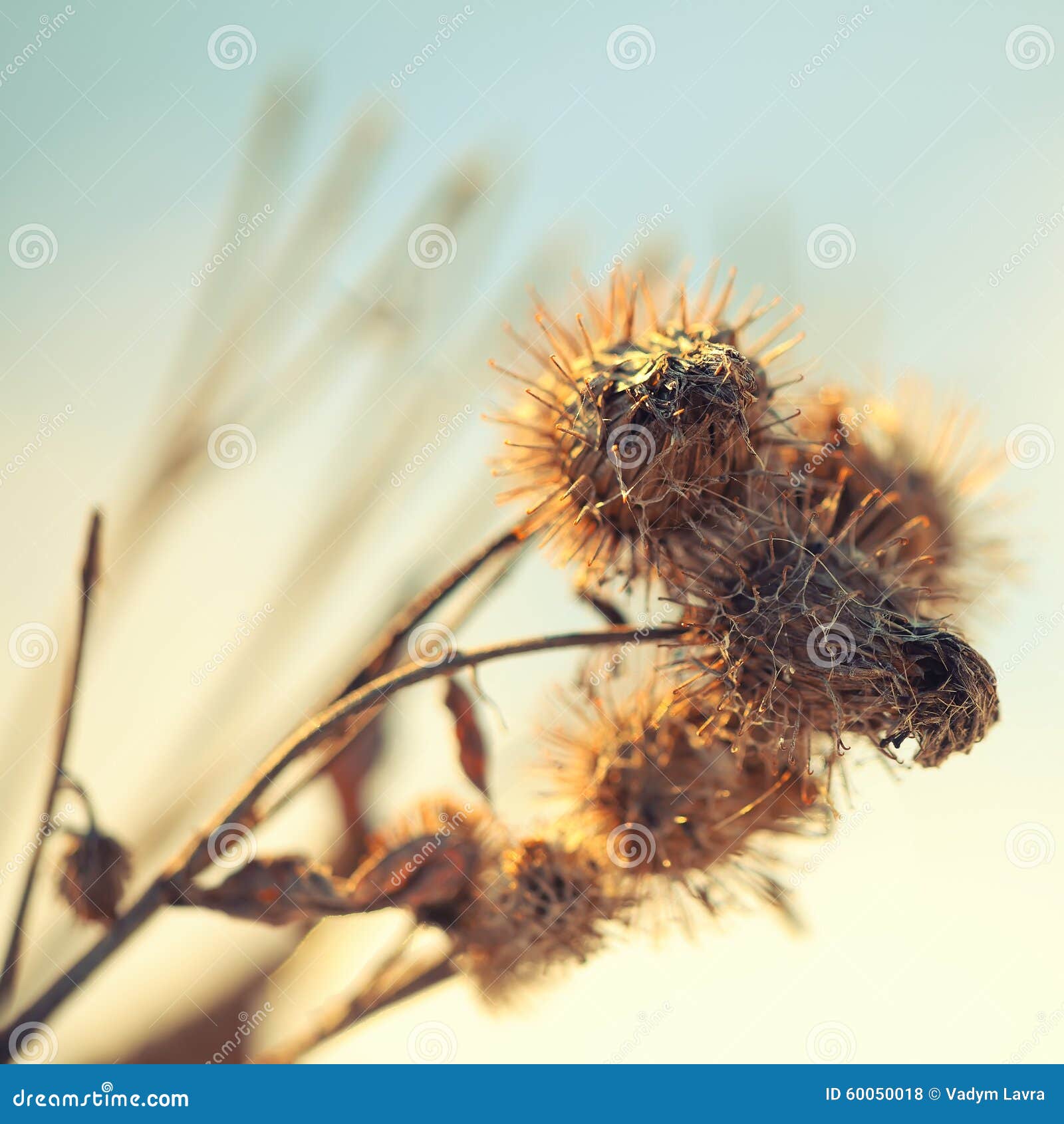 Dry bur at sunset stock photo. Image of burrs, bush, herb - 60050018