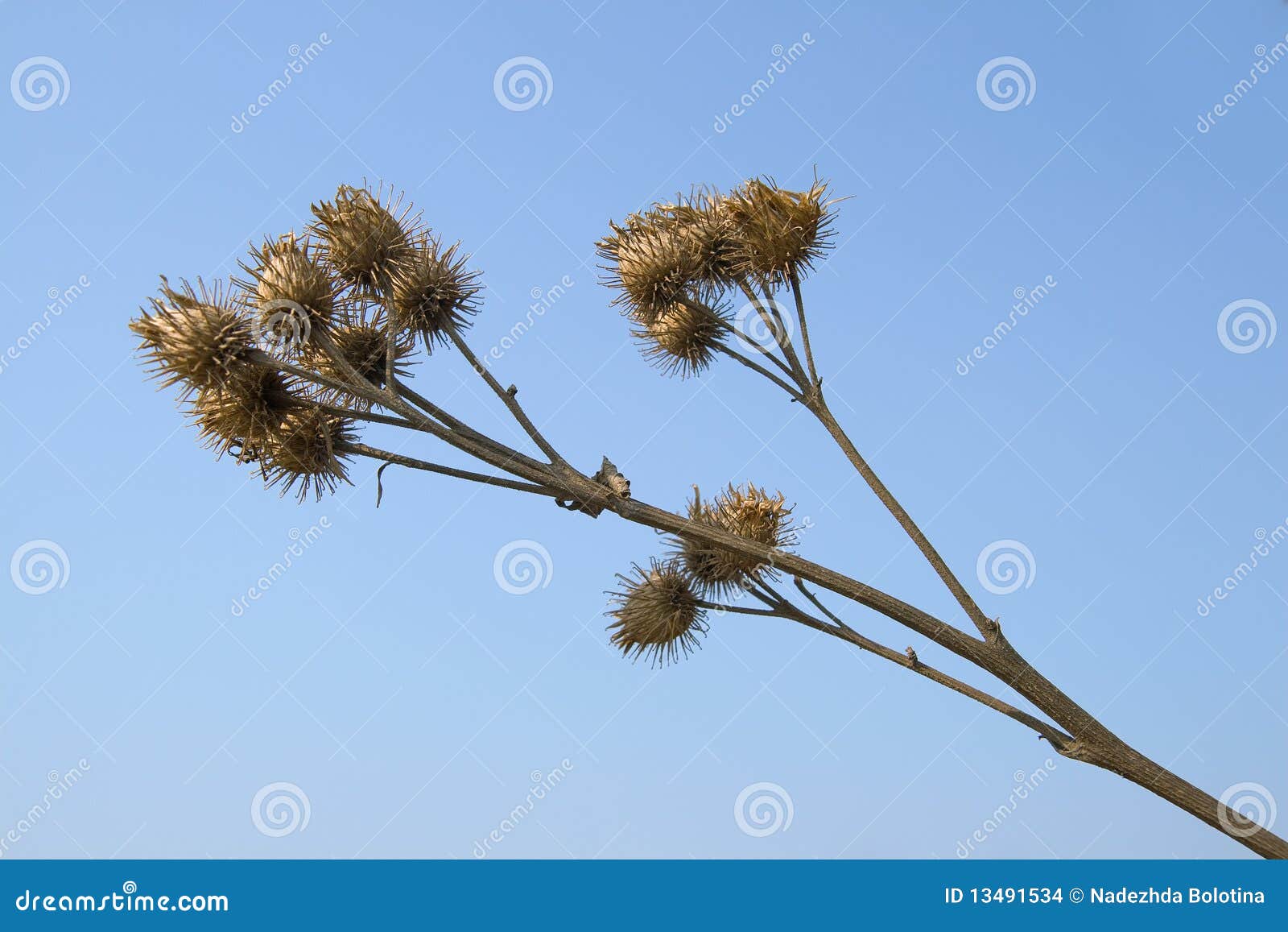 Dry burdock stock photo. Image of burdock, nature, thorny - 13491534