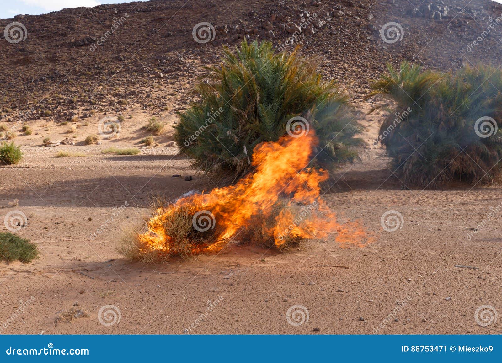 Dry Burning Bush in the Sahara Desert Stock Image - Image of desert ...