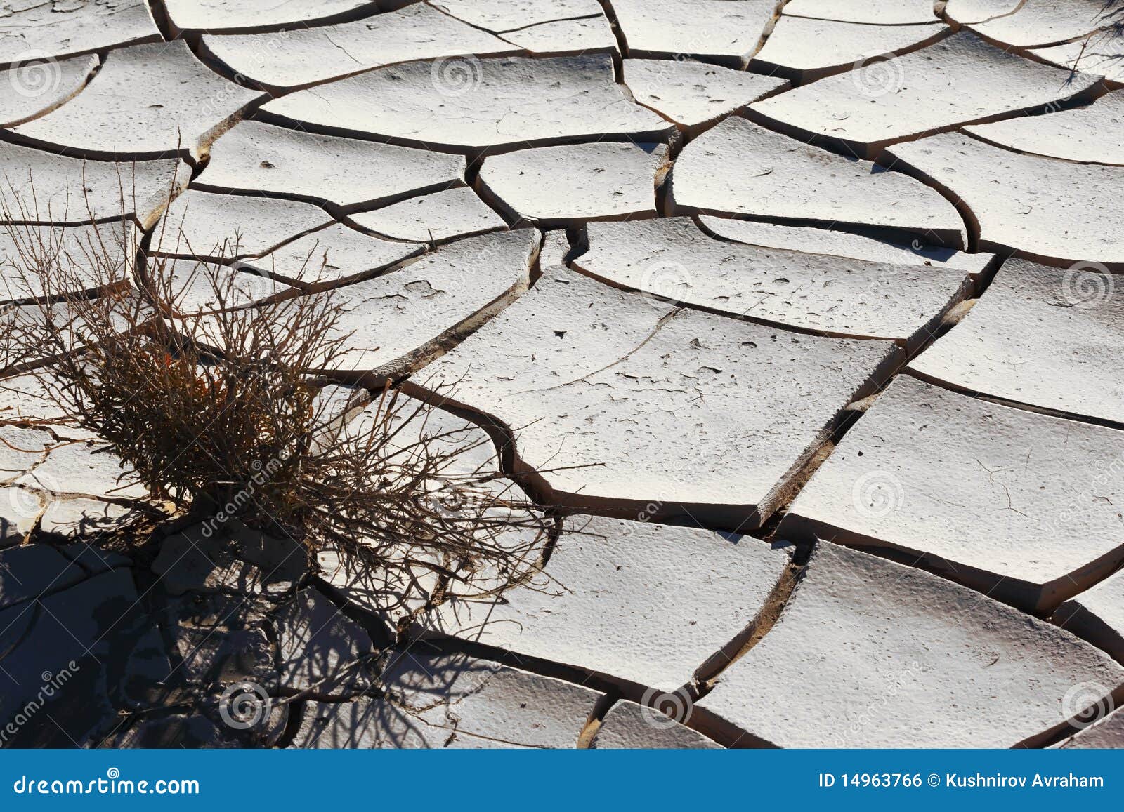 A dry bush stock photo. Image of morning, national, desert - 14963766