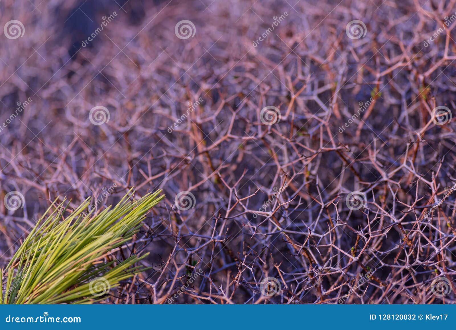 Dry Bush Abstract Leaf Background Texture Wallpaper Stock Photo - Image ...