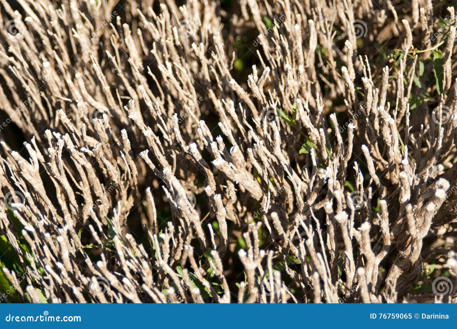 Dry bush stock image. Image of texture, stale, bushes - 76759065