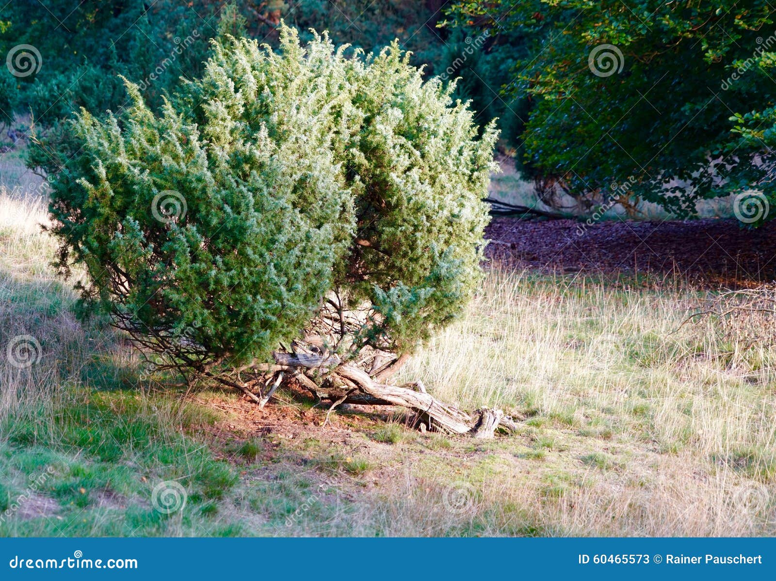 Dry Bush in the German Heathland Stock Image - Image of natural, bushes ...