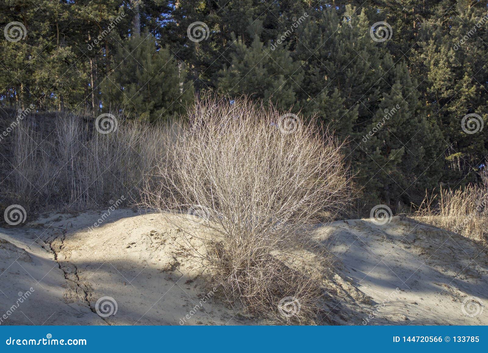 Dry Bush in the Light Sand Against a Background of Green Coniferous ...