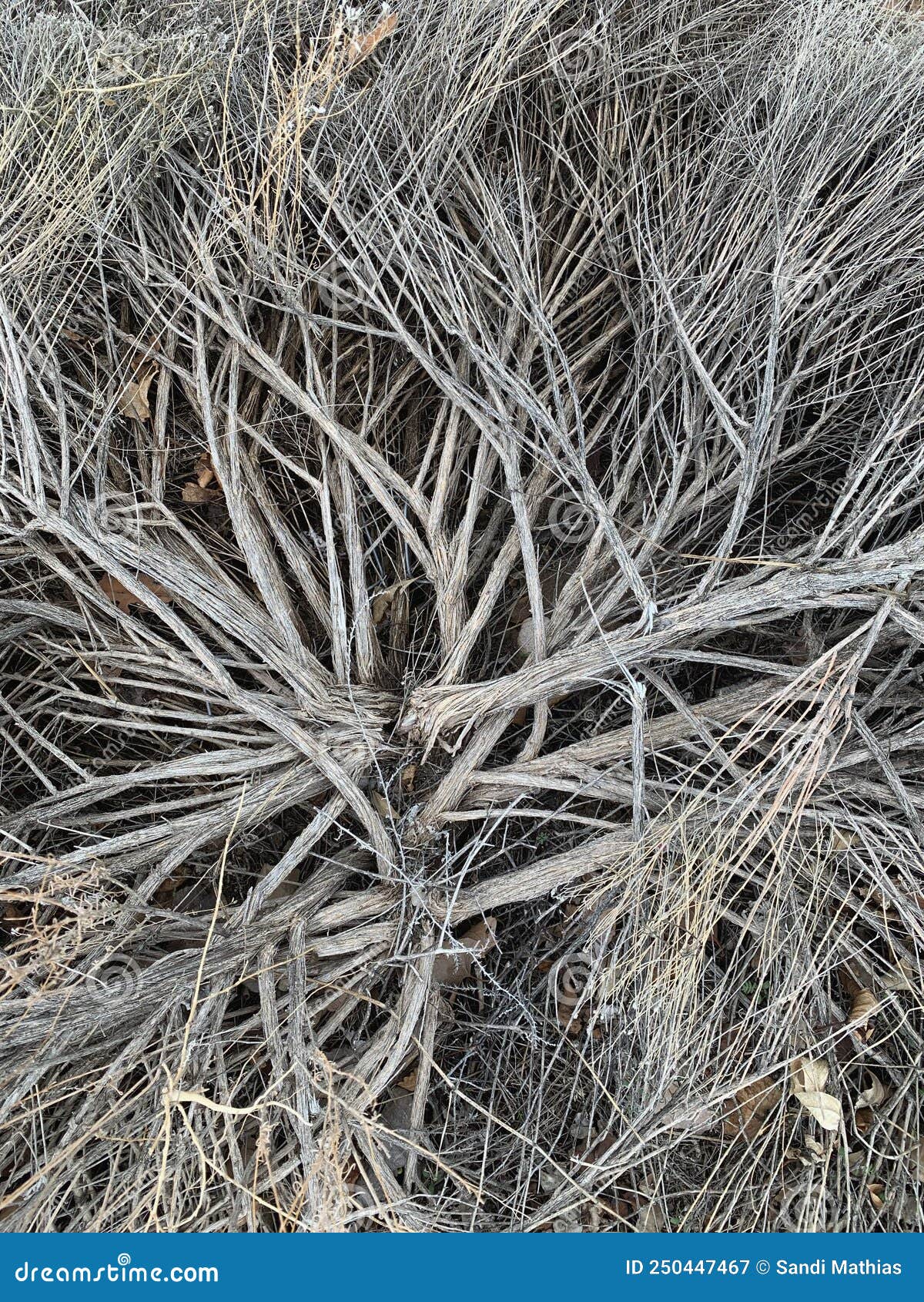 Dry Bush stock image. Image of nature, walking, snow - 250447467