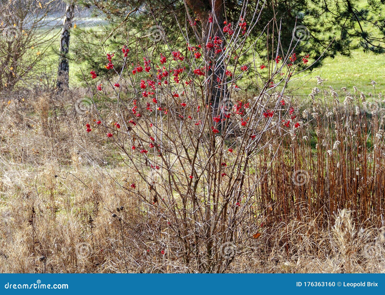 Dry bush with red berries stock photo. Image of autumn - 176363160