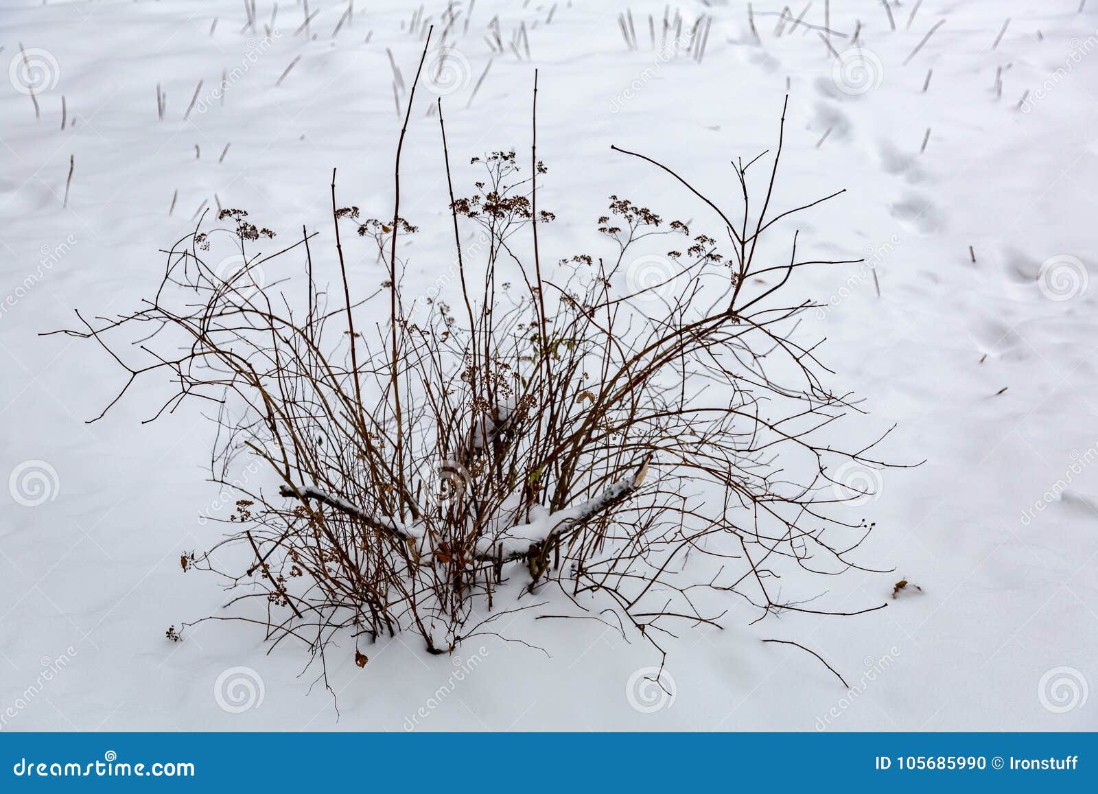 Dry bush in the snow stock photo. Image of botany, large - 105685990