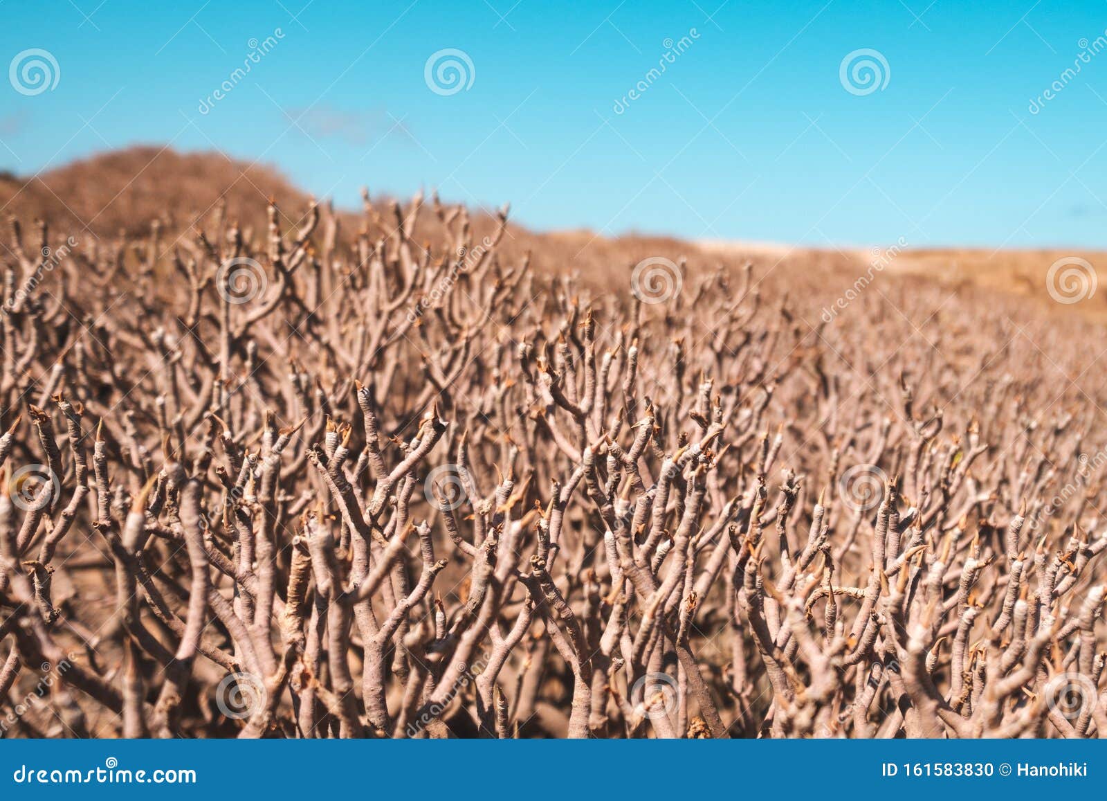 Dry Bush or Tree Closeup in Desert Landscape Stock Photo - Image of ...