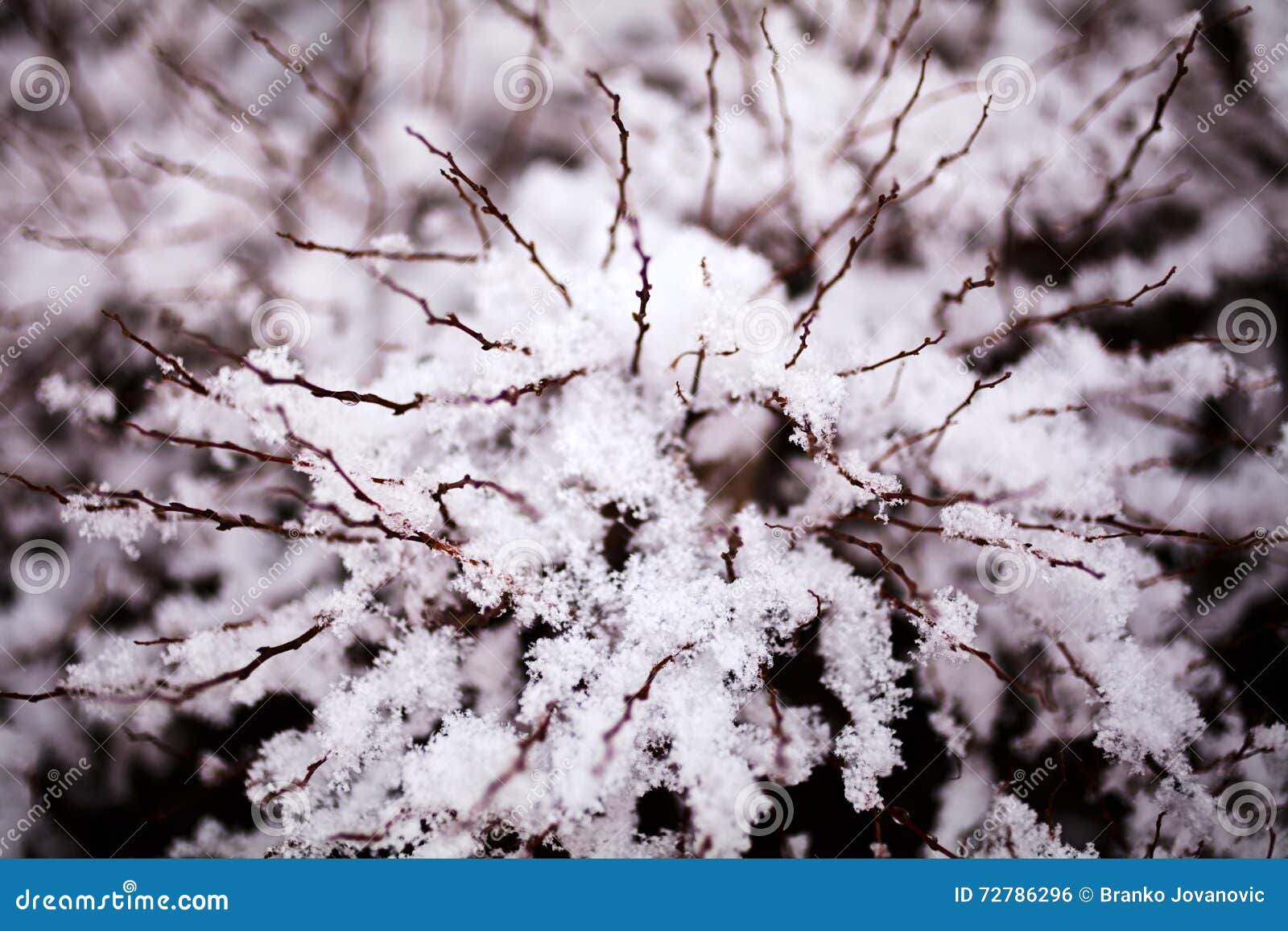 Dry bush under snow stock photo. Image of light, weather - 72786296