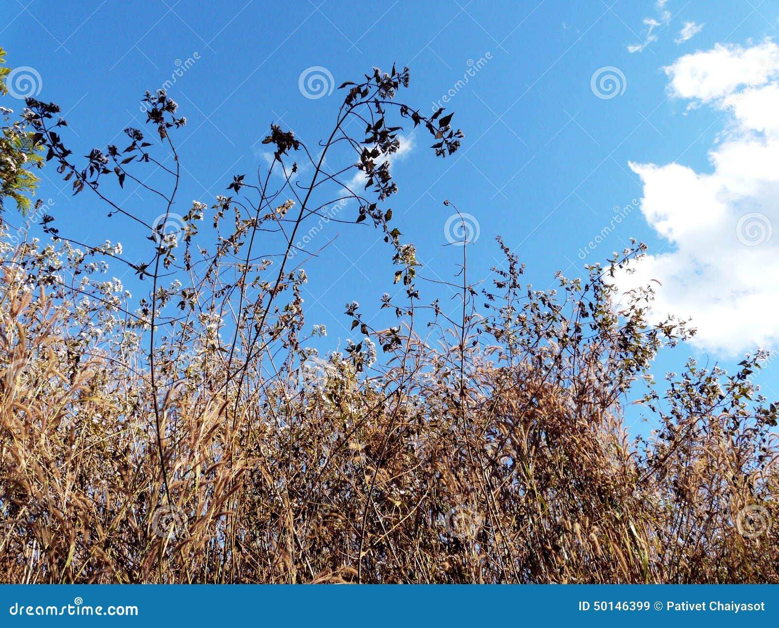 Dry bushes stock image. Image of tree, bushes, blue, branches - 50146399