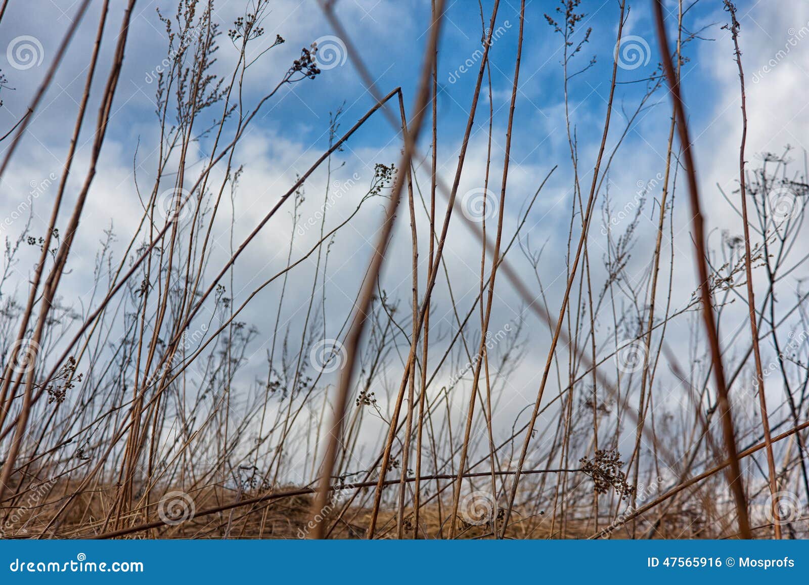 Dry bushes stock photo. Image of look, grass, clouds - 47565916