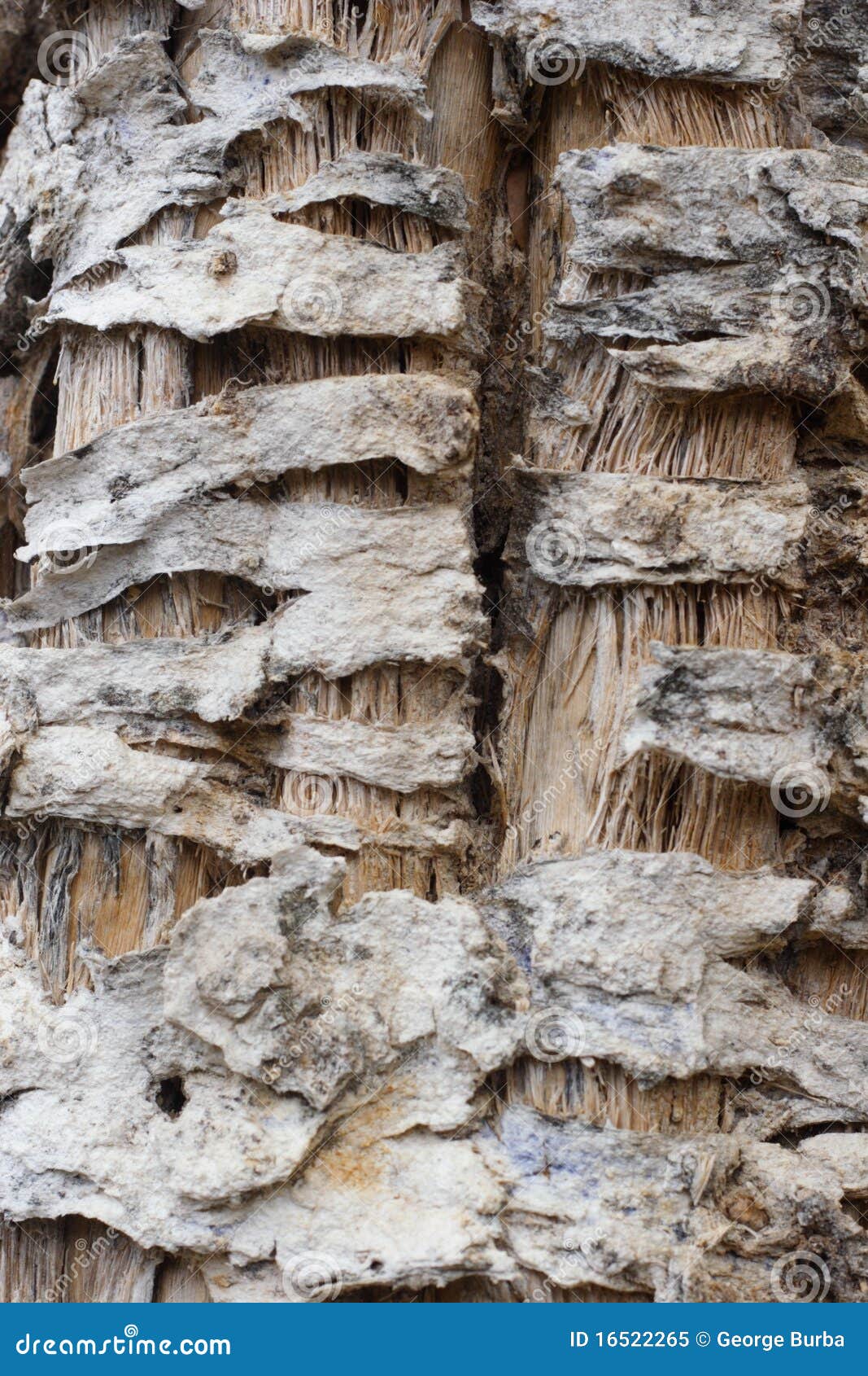 Dry cactus stock image. Image of arid, desert, botany - 16522265