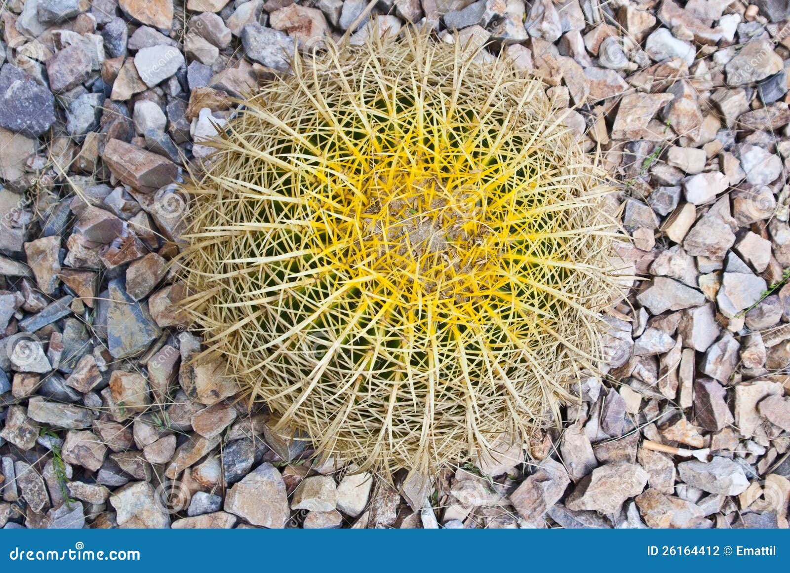 Dry Cactus stock photo. Image of texture, linear, lines - 26164412